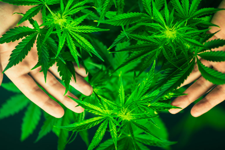 Symphony Risk in California Launches Captive Program for Cannabis Industry
