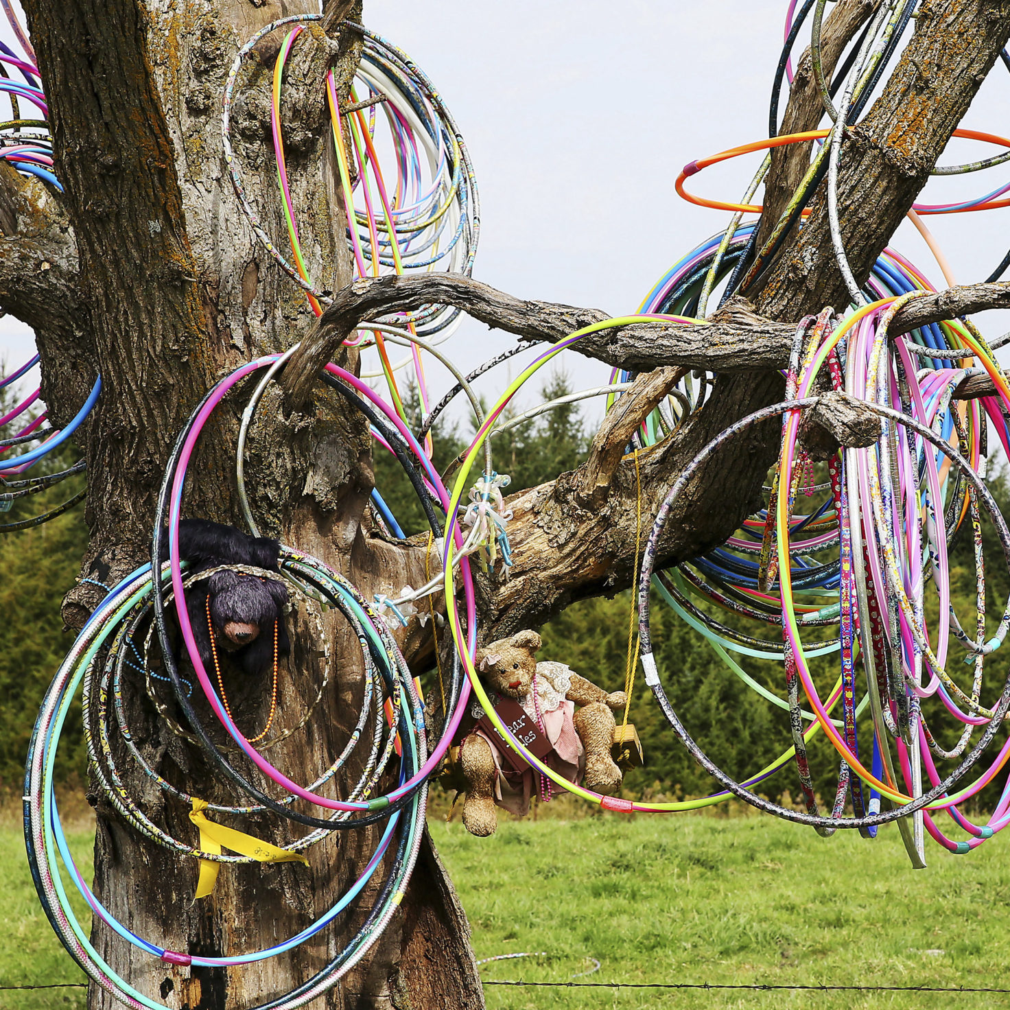 Hula Hoop Tree Raises Liability Concerns for Iowa County