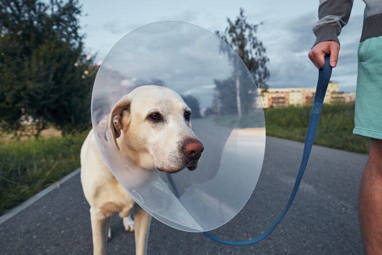 Growth of Pet Insurance Continues as Market Could Reach $4.5B