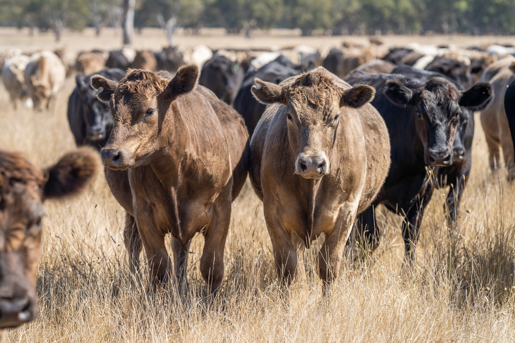 Heat, Humidity Kill Hundreds of Cattle During World’s Hottest Month