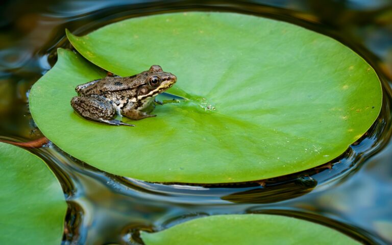 Arbol Unit Buys Centauri Insurance, Forms Lilypad to Broaden Climate ...