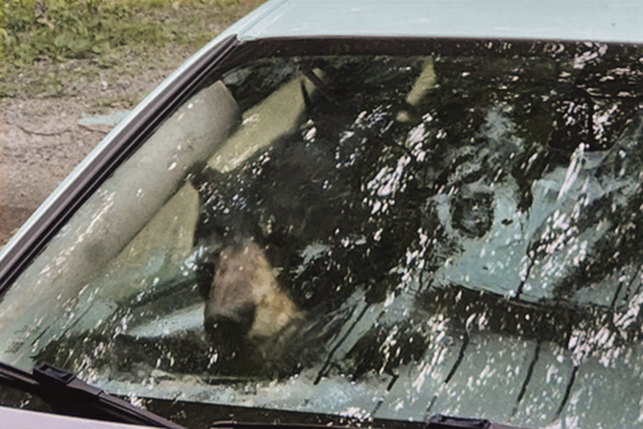 Black Bear and Cub Destroy Car After Getting Trapped Inside