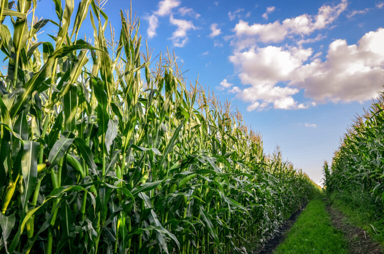 Missouri Farmer Who Stars in TV Series Admits to Crop Insurance Fraud