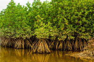 Mangrove, Another New Property Insurer, Enters Florida Market