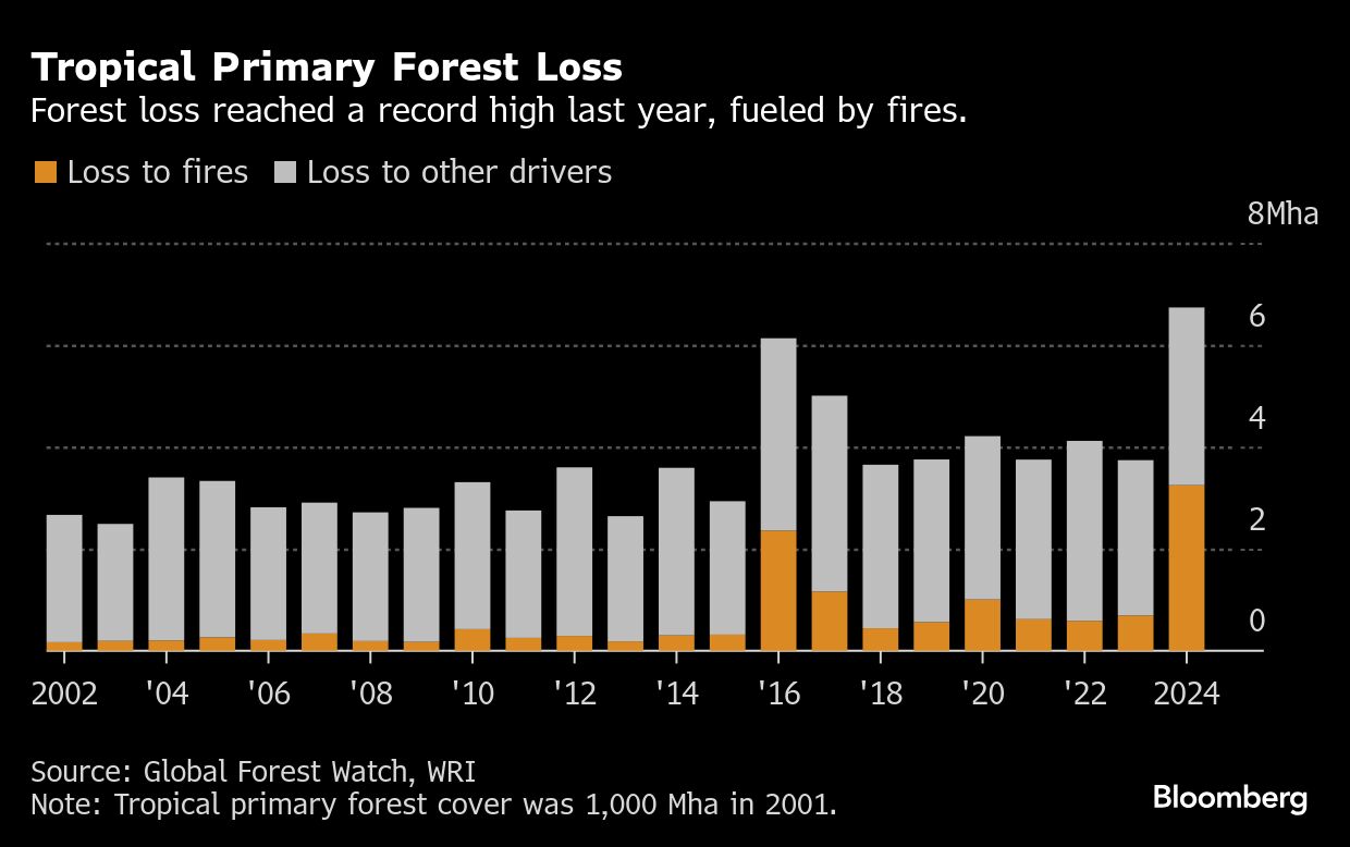 Global Forest Loss Tops Record as Wildfires Drive Destruction