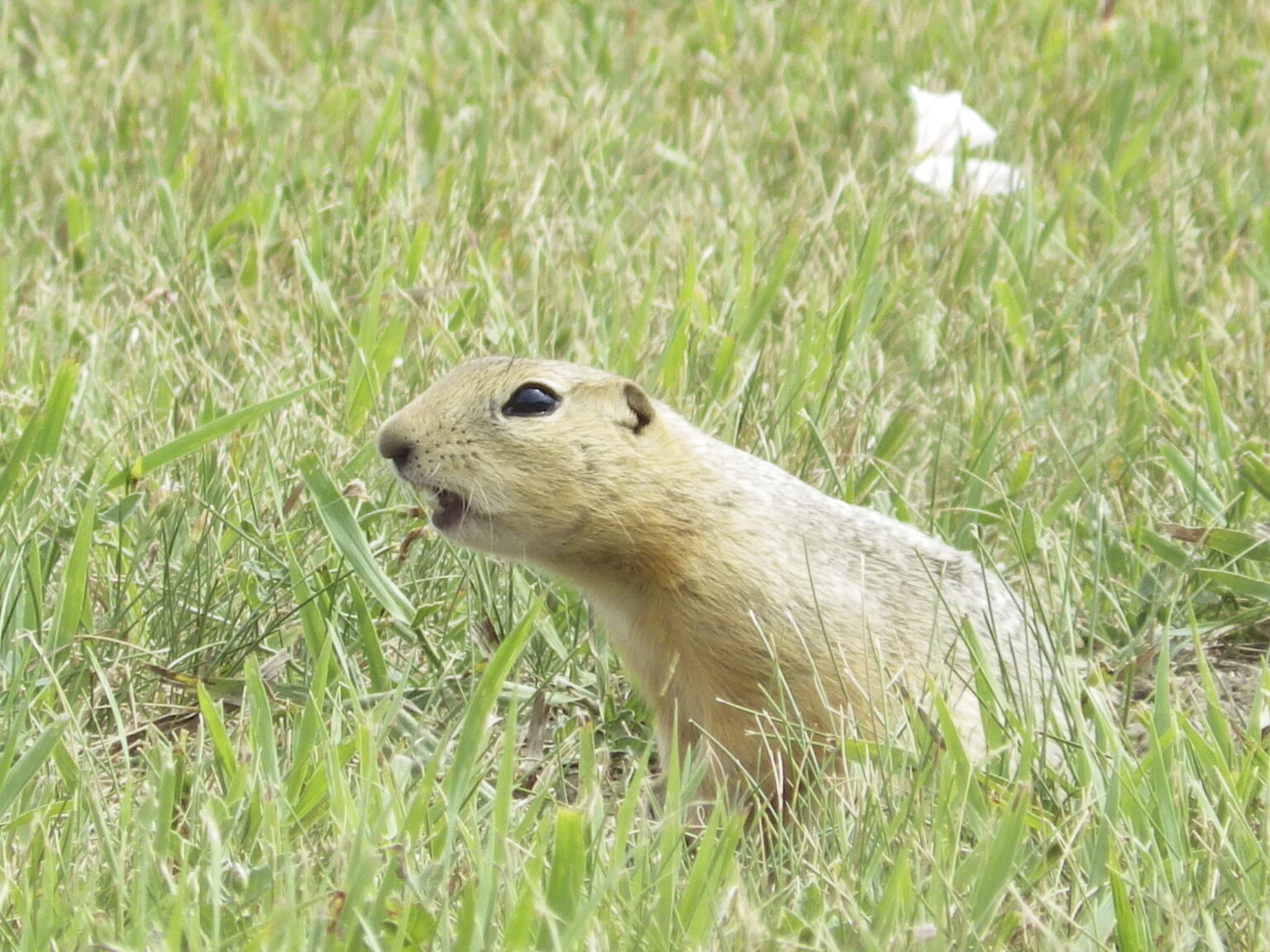 ground squirrels Archives - Insurance Journal