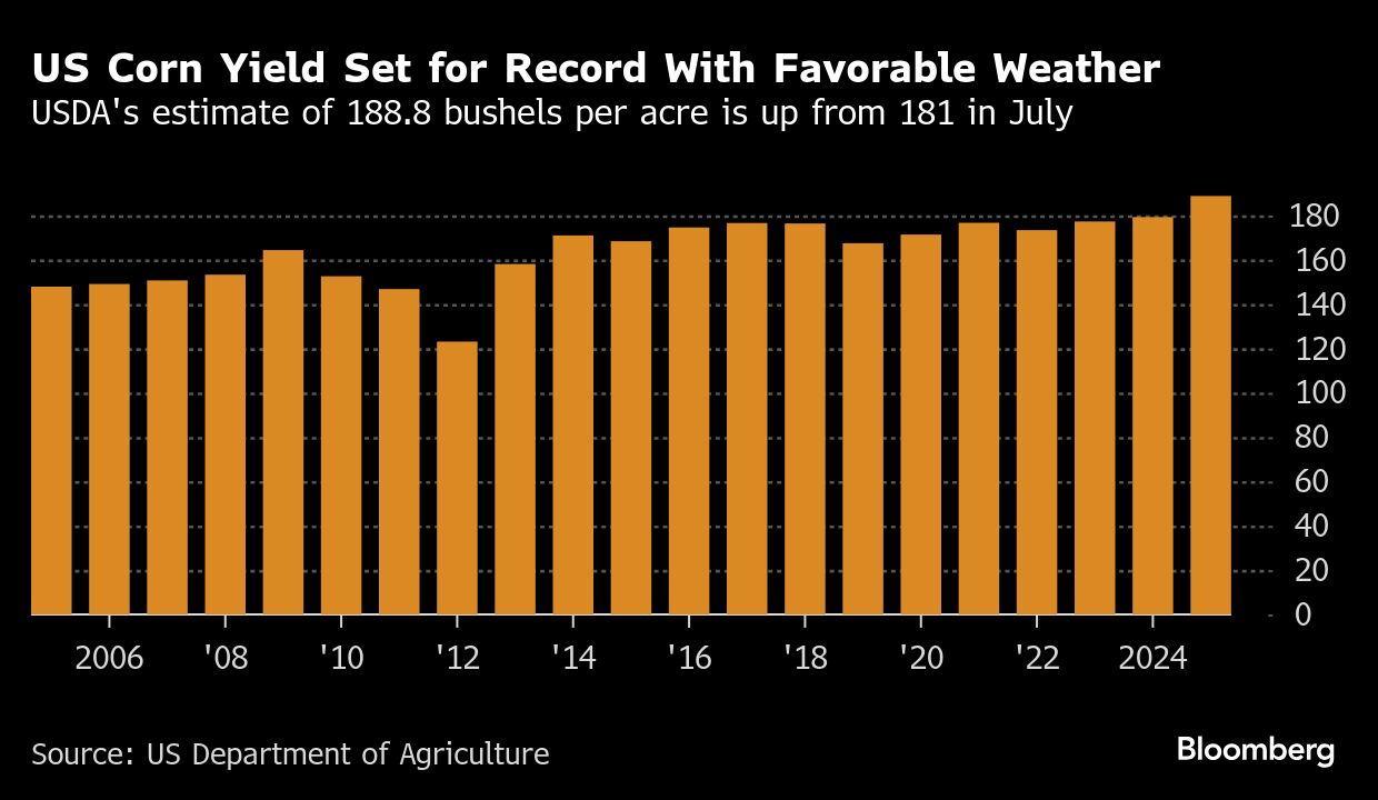 Ugly Corn Photos on Social Media Show Risk Posed to Record US Crop