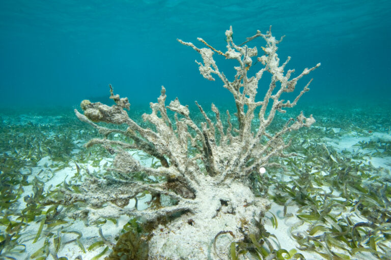 Heat Shock Tips Florida Corals to Extinction