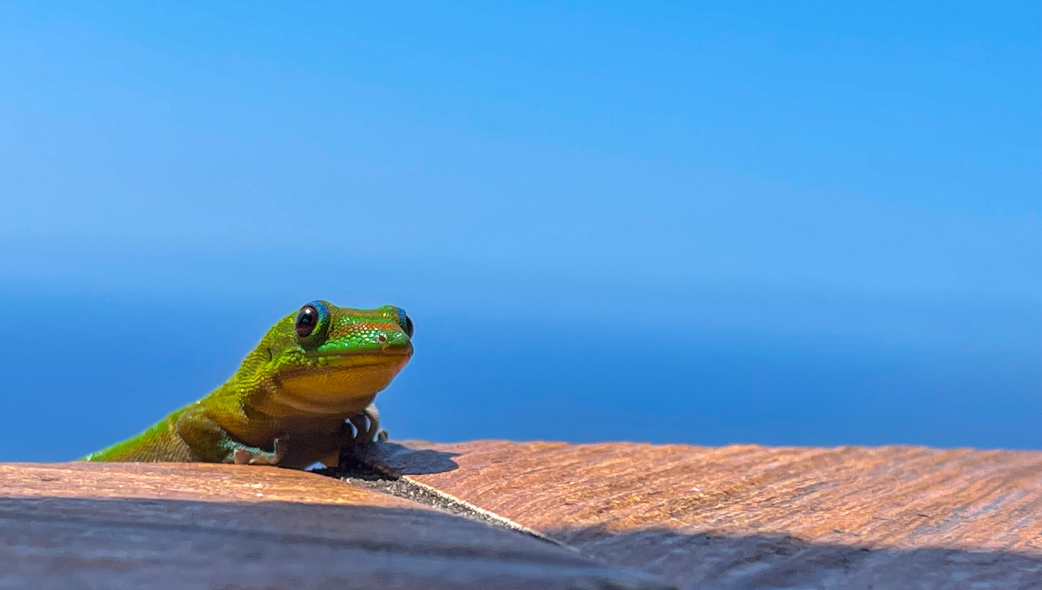 GEICO Can’t Slip Out of SC Lawsuit That Says it Owes $70M in Taxes and ...