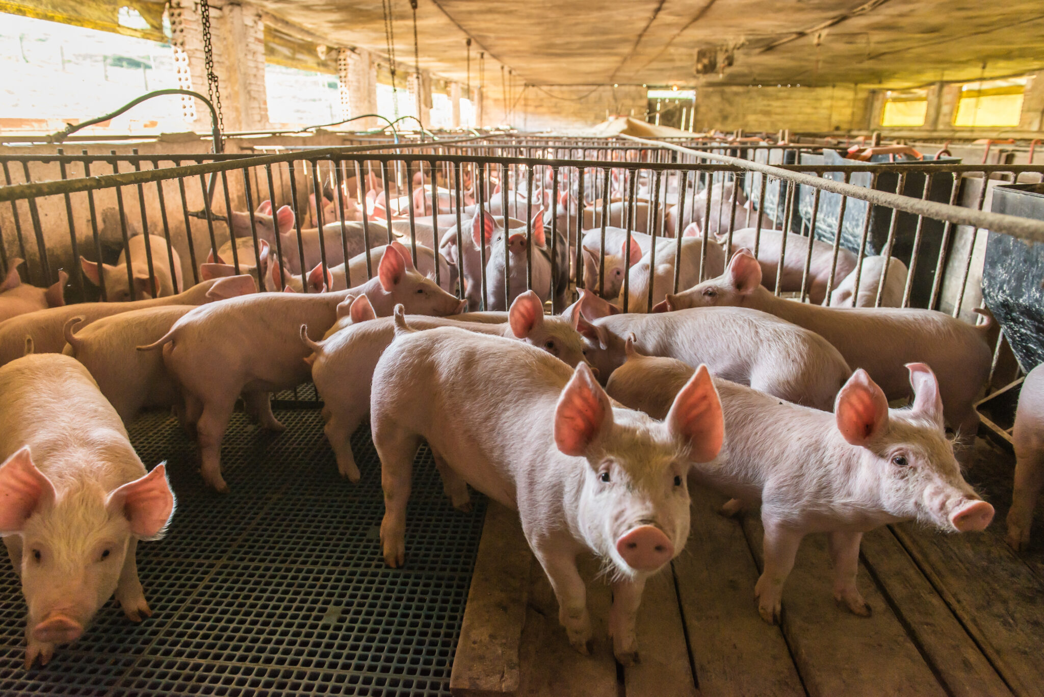 EU Vets Assess Barcelona Swine Fever Outbreak as Cases Rise to Nine