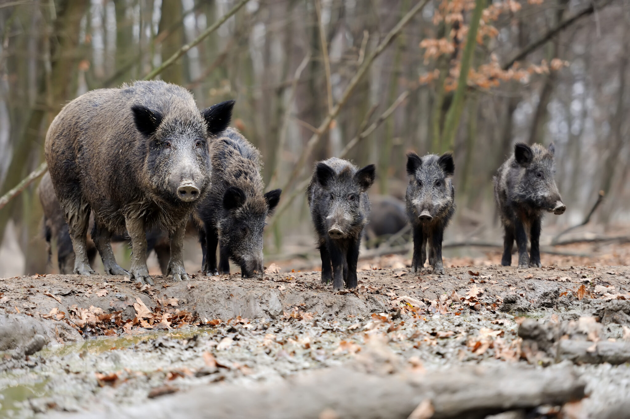Wild Hogs Wreak Economic Havoc on Mississippi Agriculture