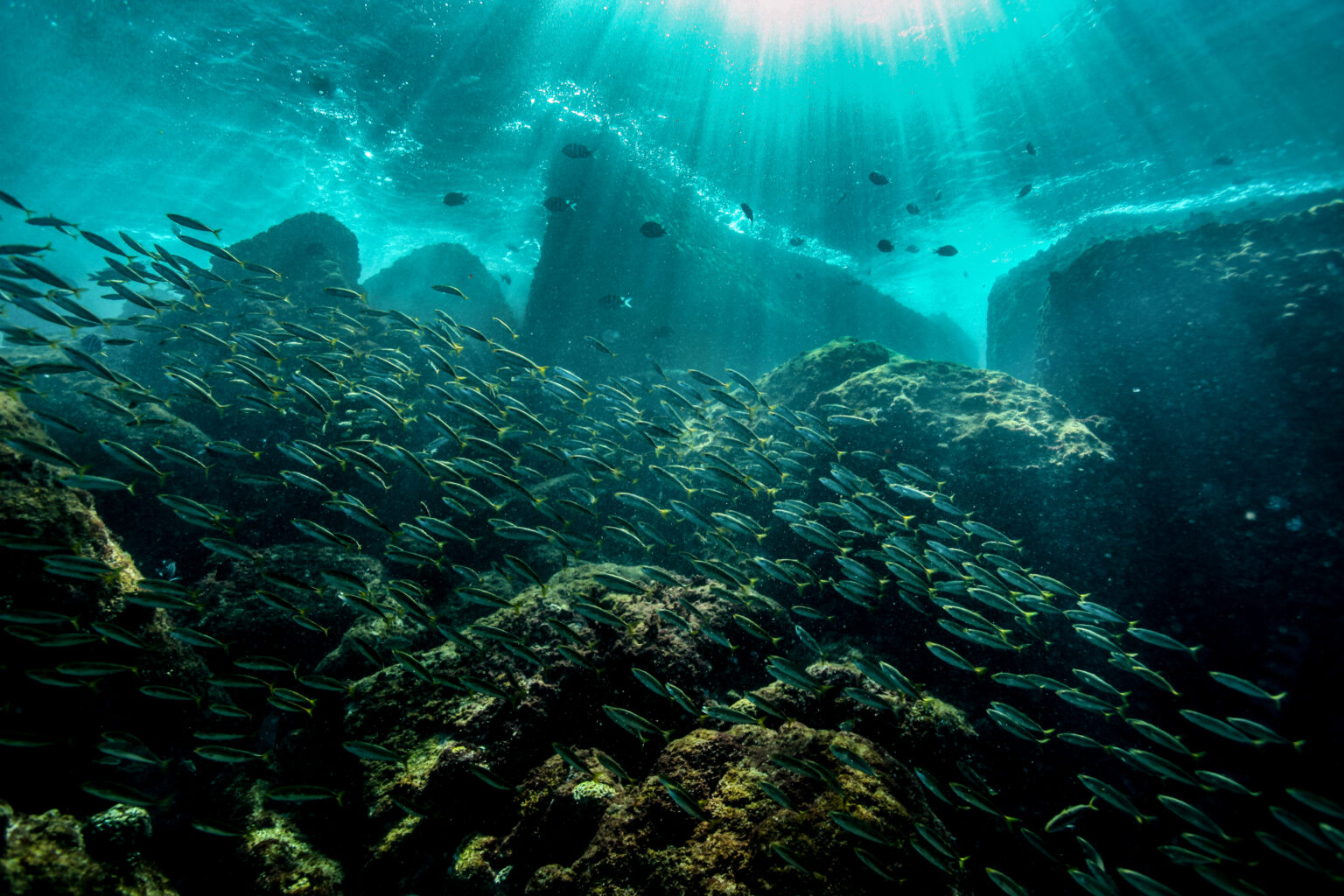 Scientists Found the Coral Reefs That Can Survive Climate Change
